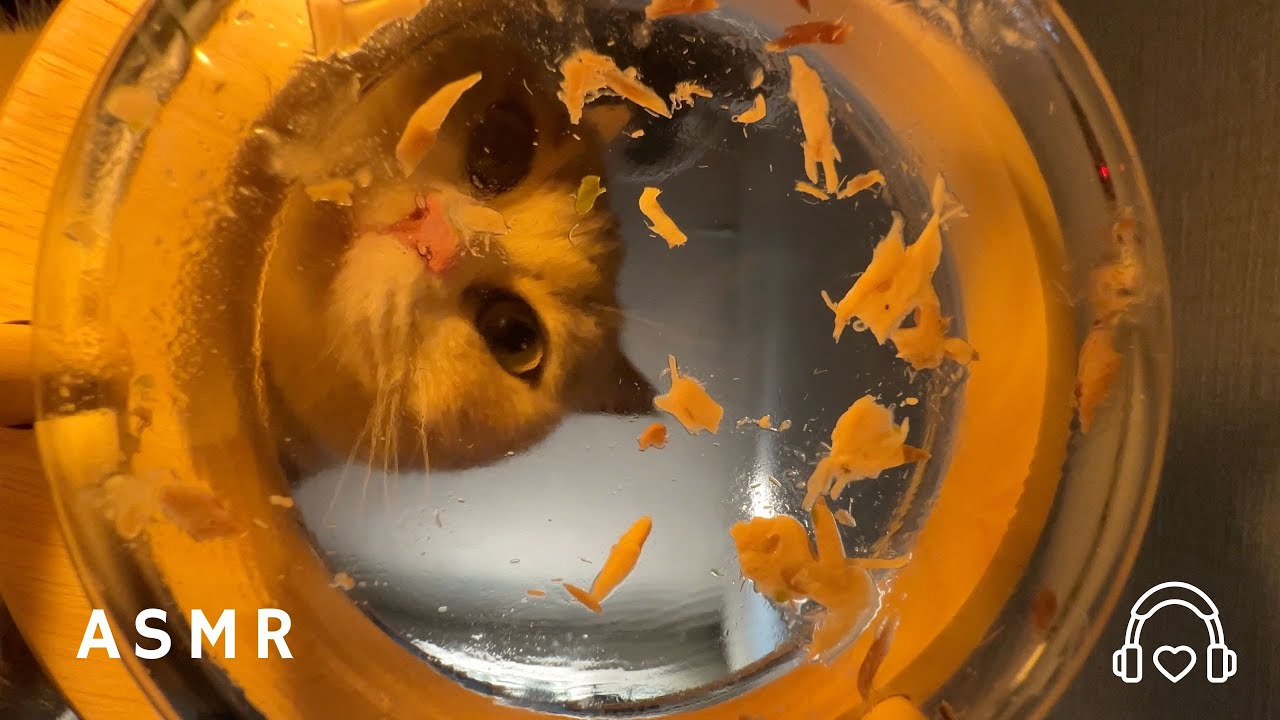 Cute Kittens Doing Adorable Things | Relaxing Cat ASMR - YouTube