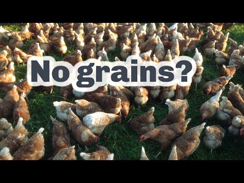 RAISING HENS WITH NO GRAIN. Some thoughts...