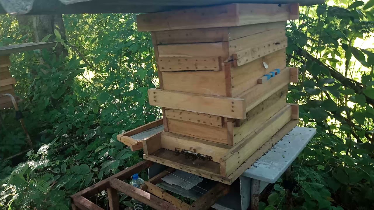 I feed the bees only one hive. - YouTube