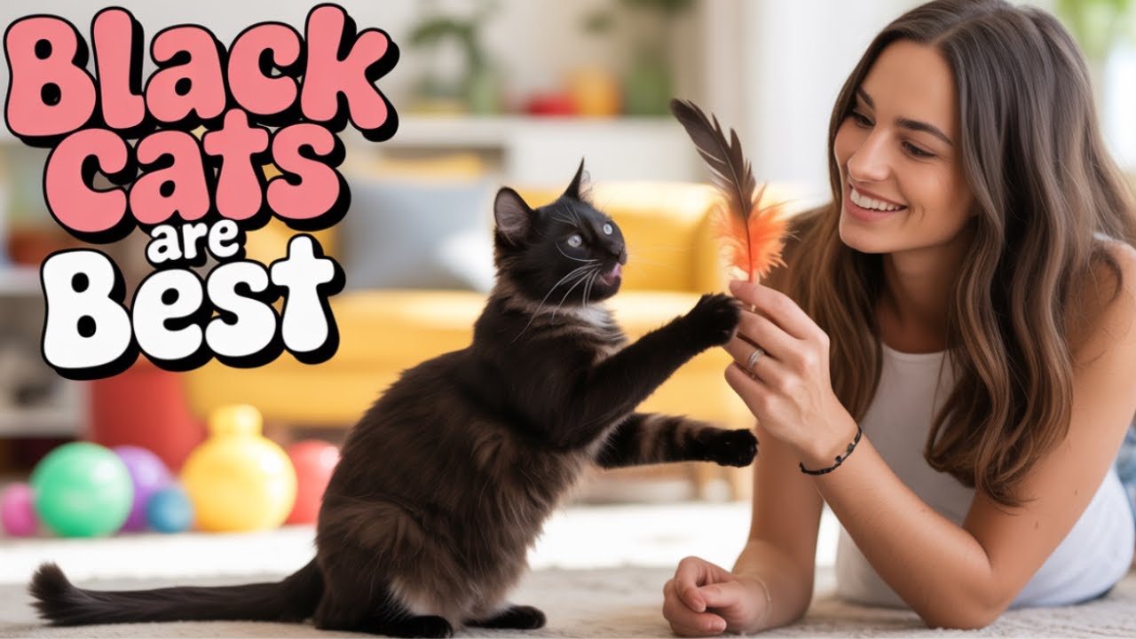 10 Reasons Why Black Cats Make the Best Pets! - YouTube