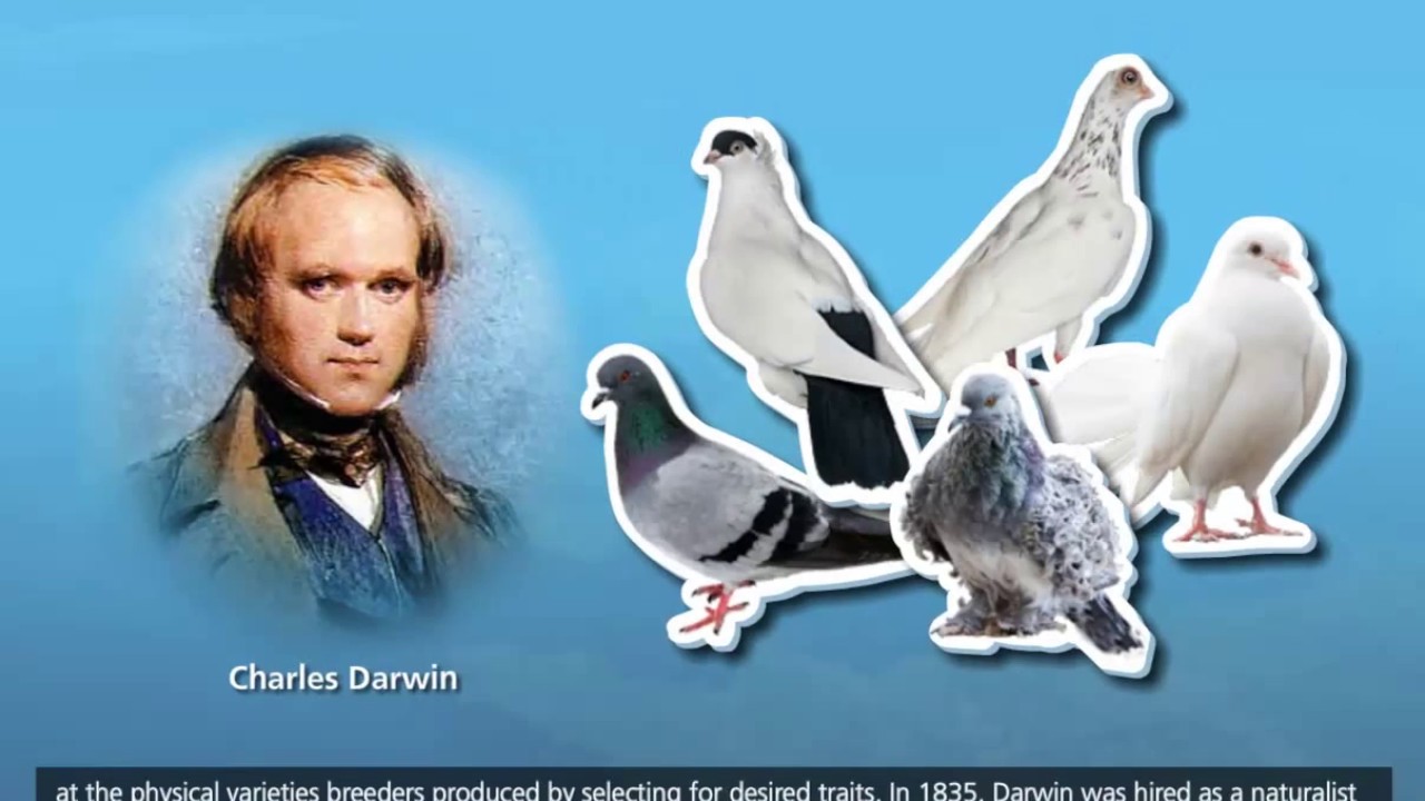 Mechanism of Evolution Natural Selection 3D Animation YouTube 720p ...