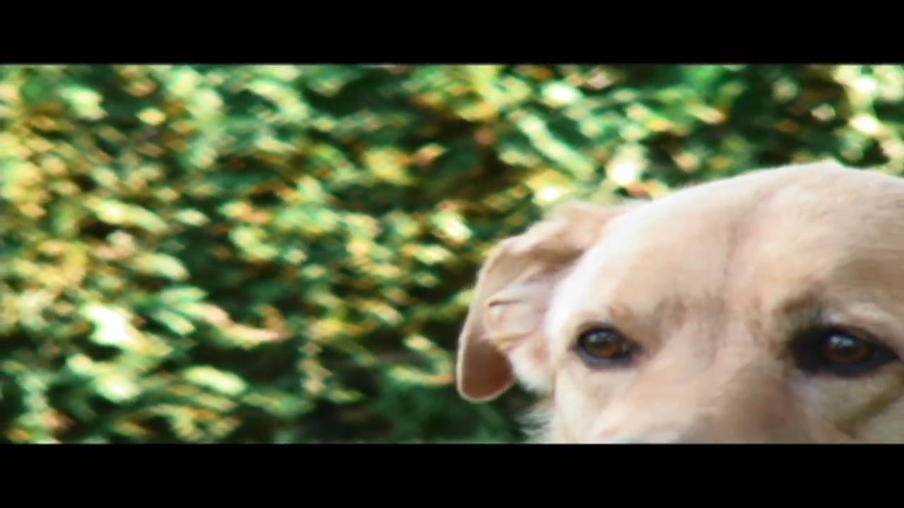 Dug IRL - In Real Life - YouTube