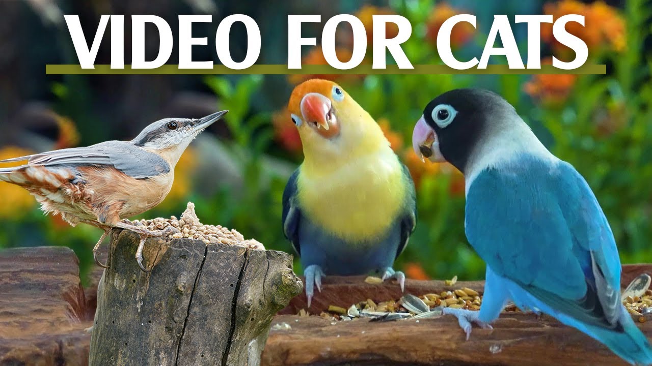 Cats Explore Birds: Mesmerizing Moments Captured On Camera - Video For ...