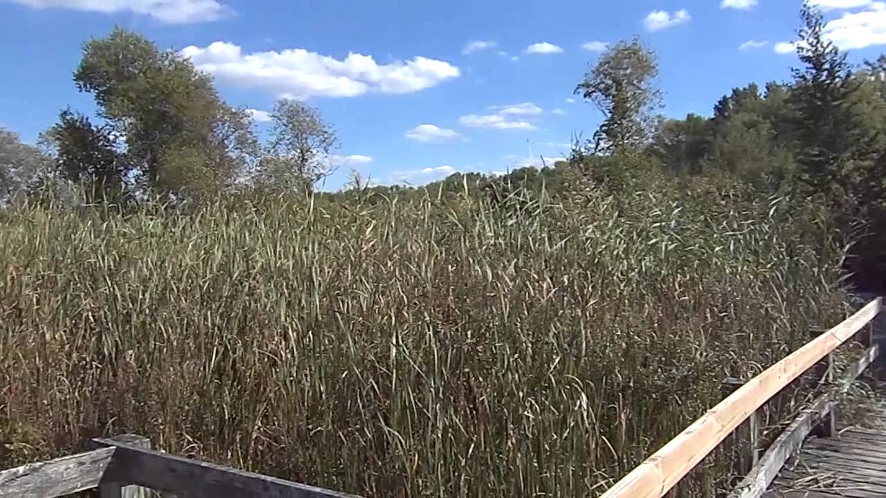 2012-09-10 - Tobico Marsh - Andersen Nature Trail - Western Dock - YouTube