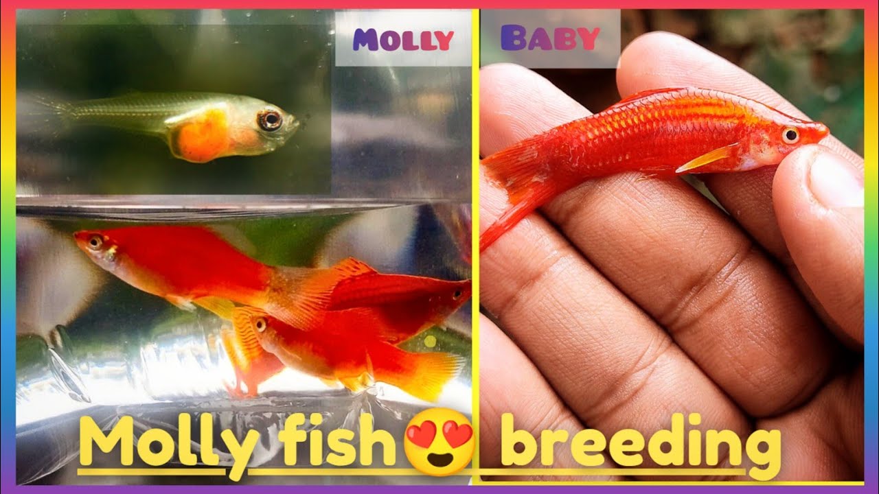 My Molly Fish pregnant 💔💛. Molly giving birth Baby Molly Fish Breeding ...