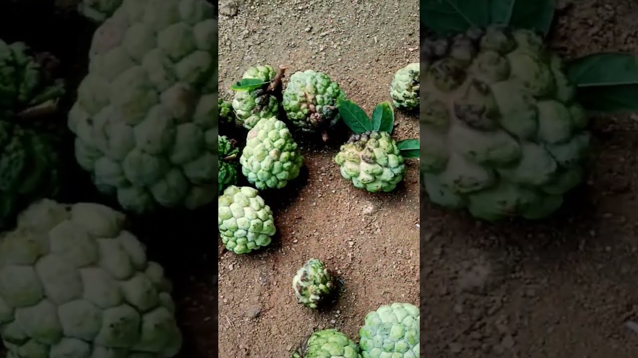 Madargom Bili/Ata Fruit🍈🍈🍈||Prabhakar Murmu Official - YouTube