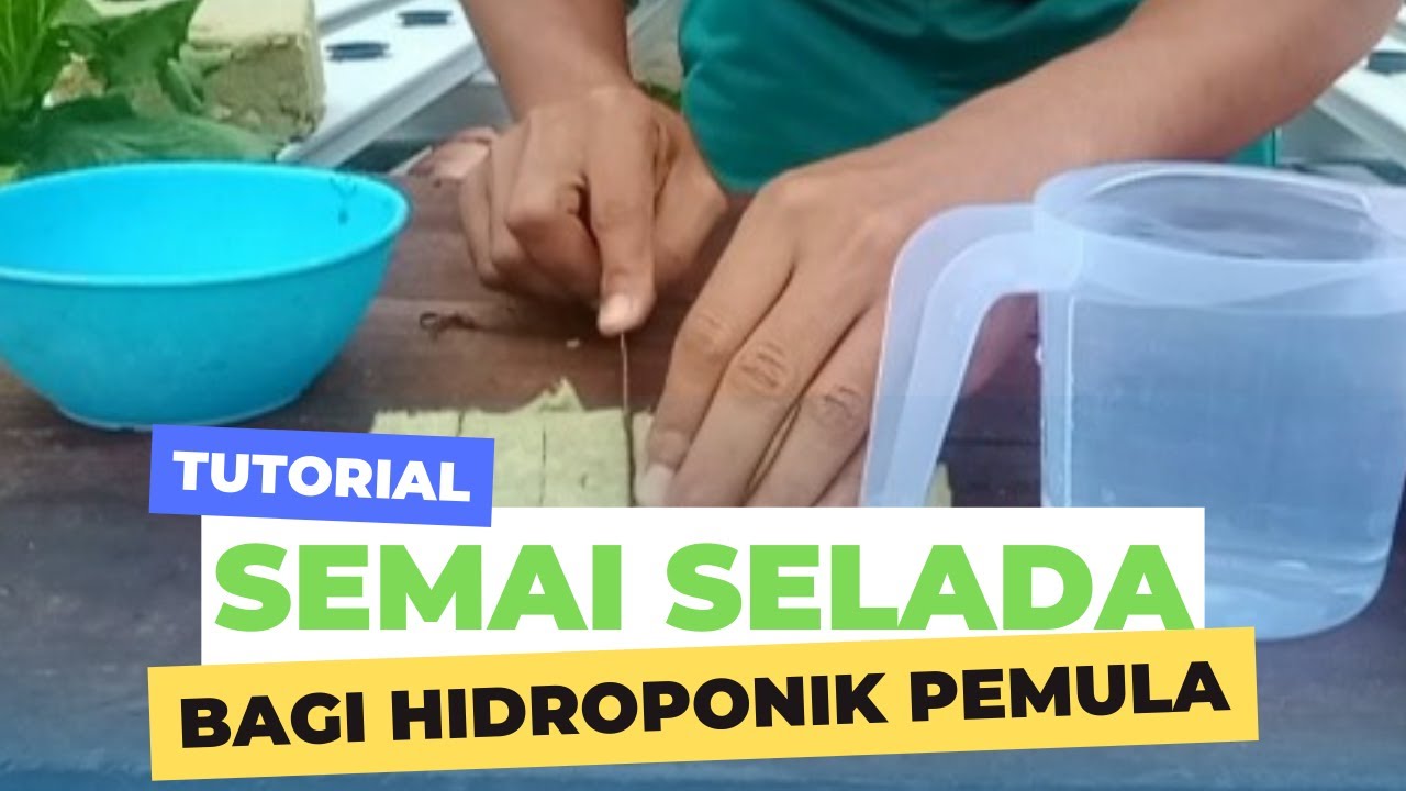 Cara semai selada hidroponik |part1 - YouTube