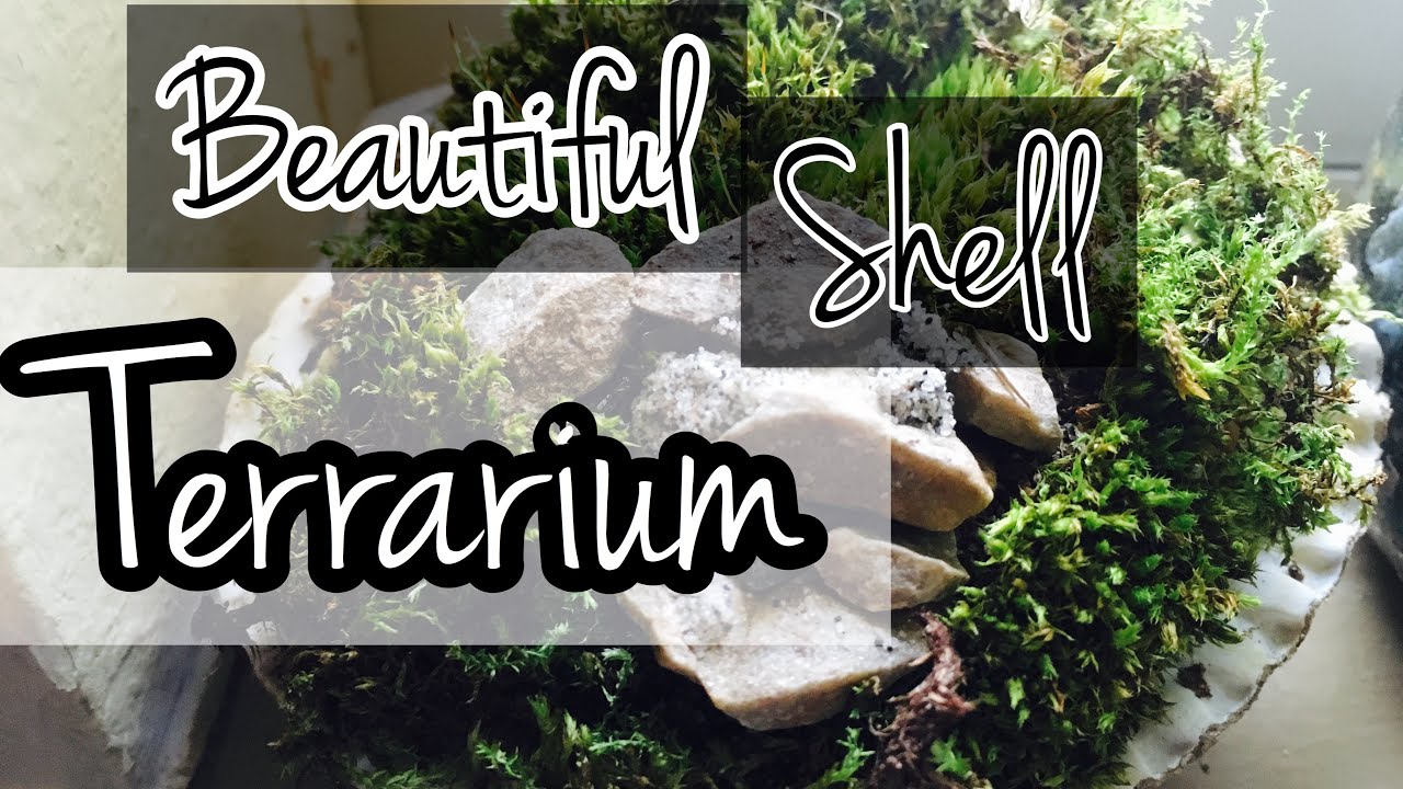 Beautiful shell 🐚 terrarium! - YouTube