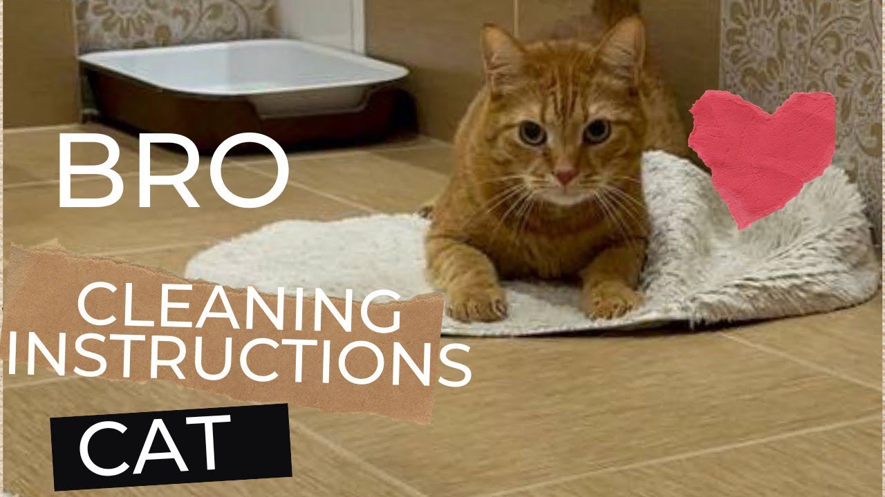 BRO CLEANING CAT | INSTRUCTIONS 😽 - YouTube