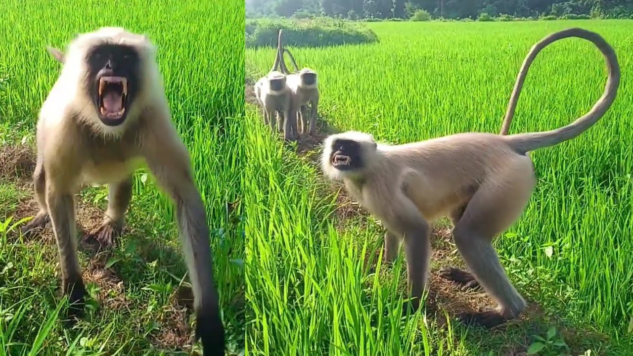 Monkey's Coming In The Field | Amazing Animal Moment! - YouTube