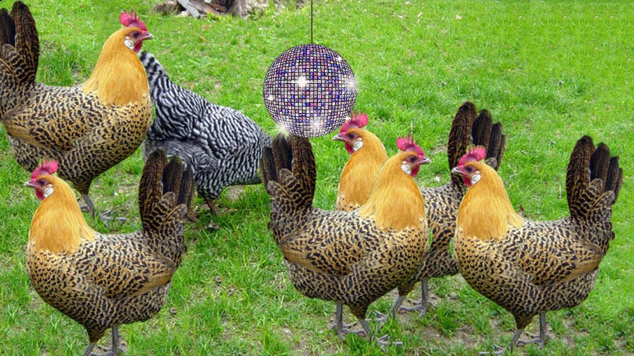 CHICKEN RAVE - YouTube