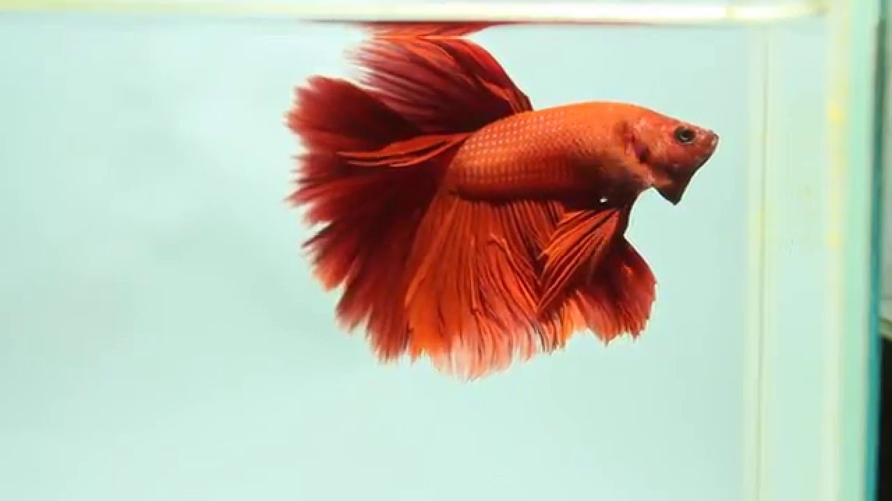 Super Red halfmoon betta ปลากัดฮาฟมูน แดง || ปลากัดหม้อ.com - YouTube
