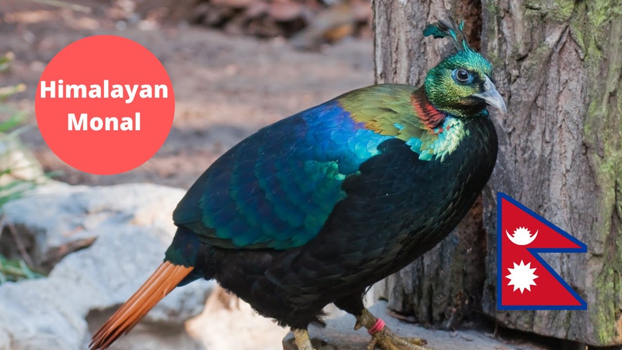 Himalayan Monal or Danphe Facts - YouTube