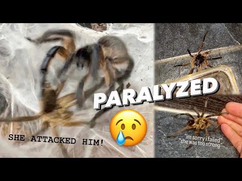 His female tarantula BIT and PARALYZED my male’s leg !!! - YouTube