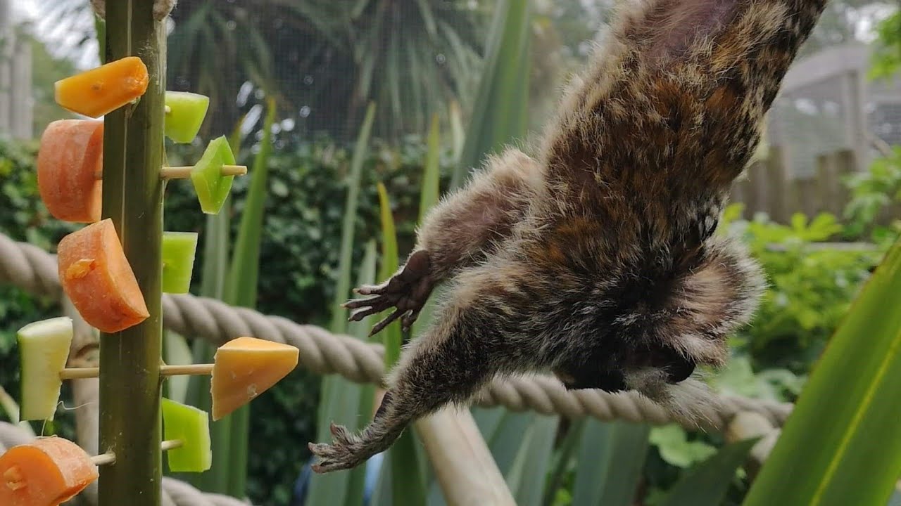 Basic bamboo feeder for small primates - YouTube