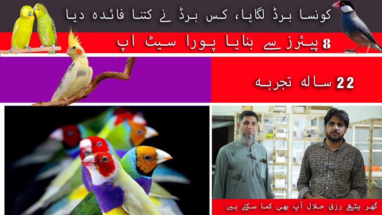 22 Years Experience in Bird Breeding | Ghar Baithae Ap Bhi Kmayen ...