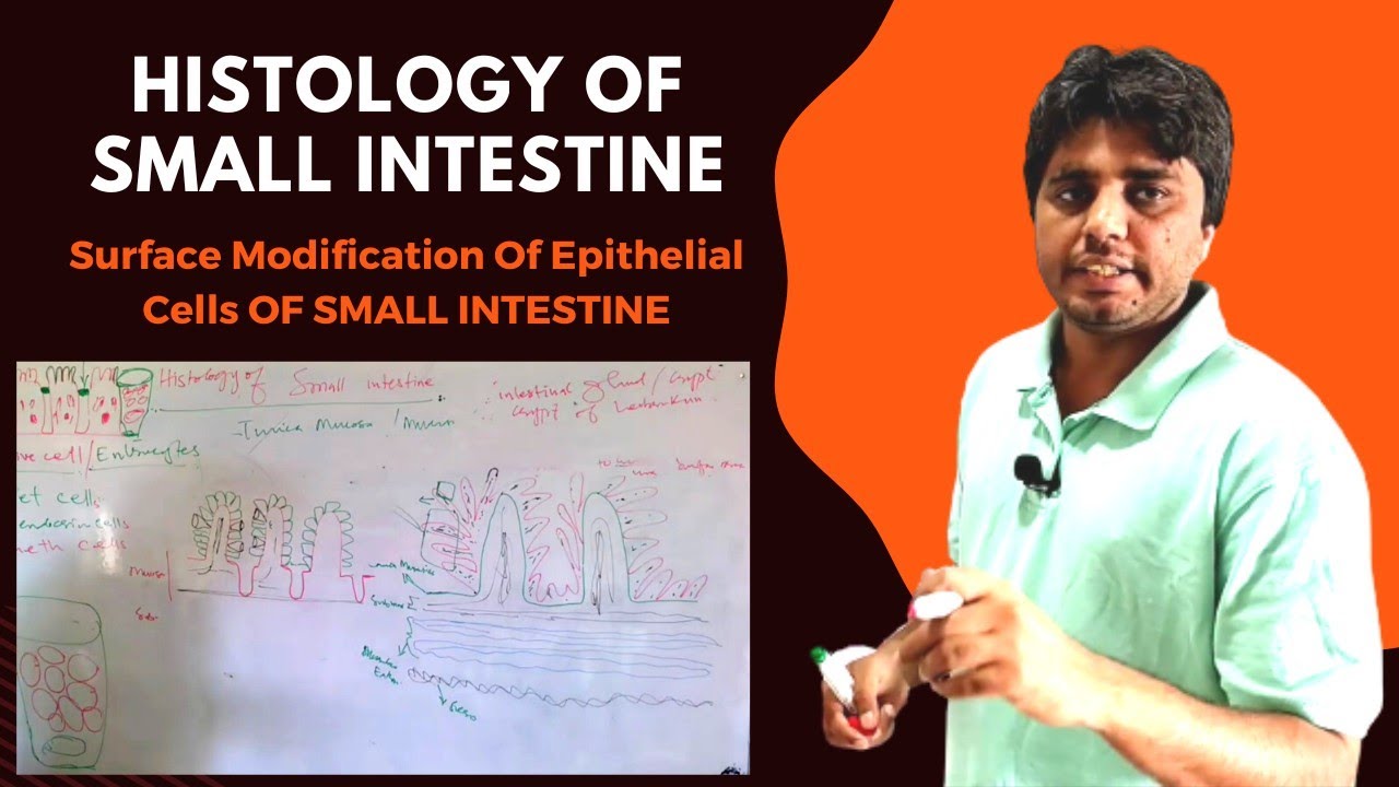 Histology of Small Intestine/ Surface modification of Small intestine ...