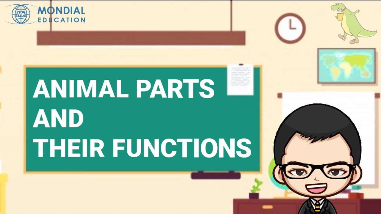 Science Grade 4 Unit 1 Animal Parts and Their Functions - YouTube