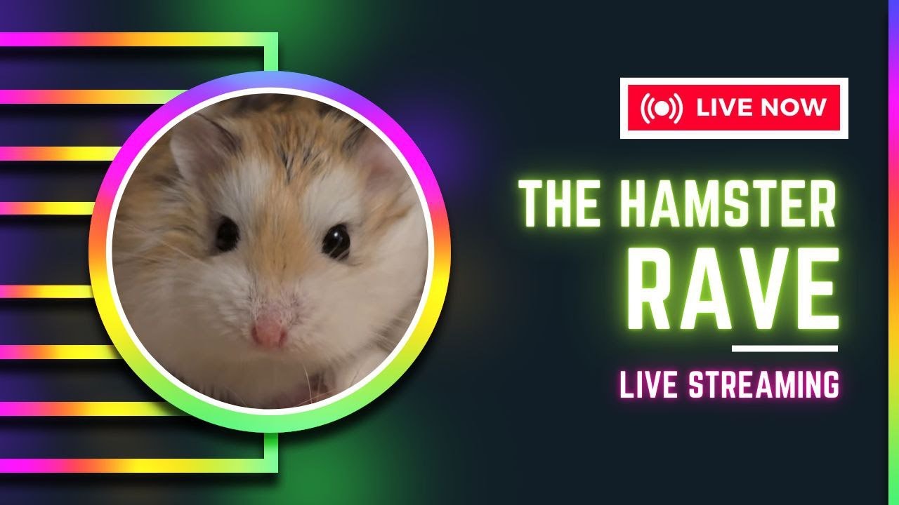THE HAMSTER RAVE Live Stream - YouTube