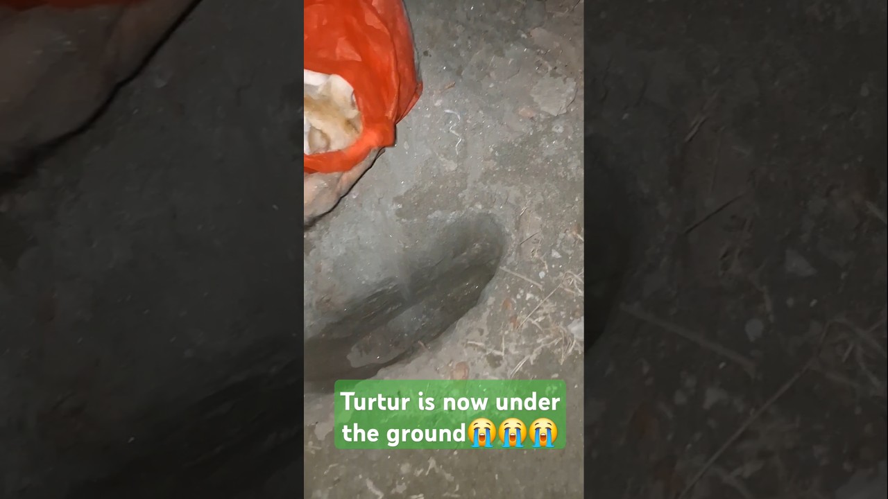 Turtur is now under the ground 😭😭😭 - YouTube