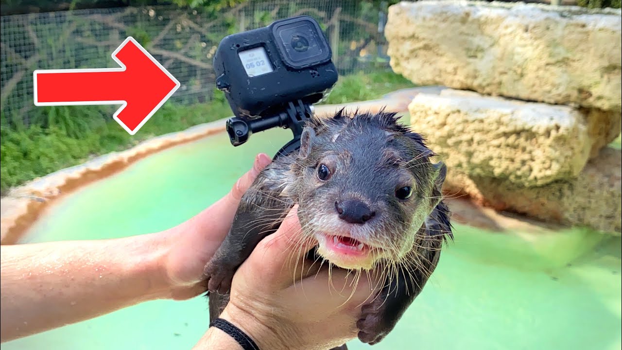 I STRAPPED a GOPRO ON an OTTER! - YouTube