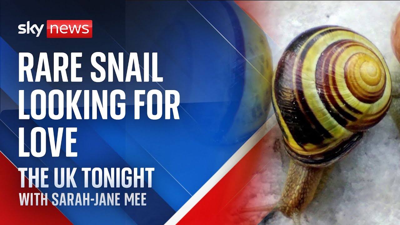 UK Tonight: Rare left-coiling snail looking for love - YouTube