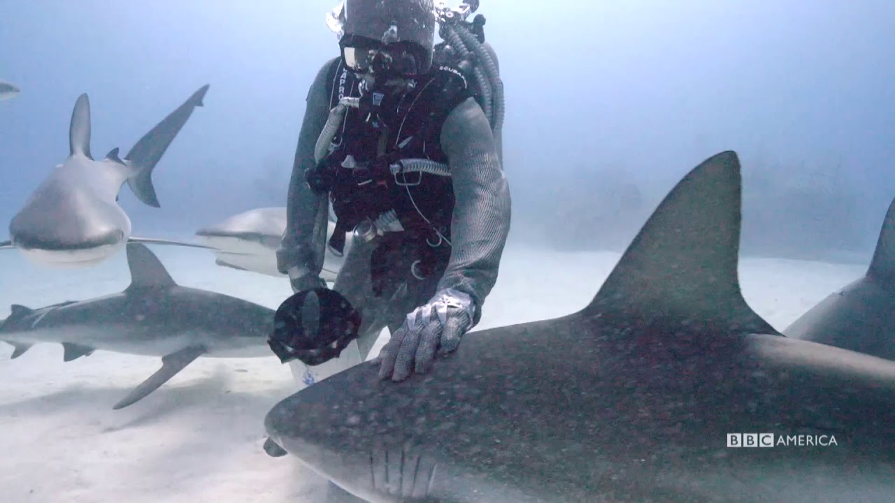 Blue Planet Now | PREMIERES November 9 at 9pm | BBC America - YouTube