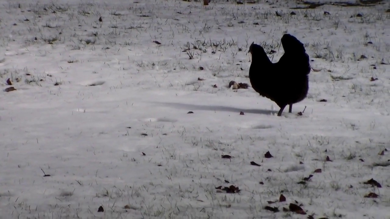 Chicken Flying - YouTube