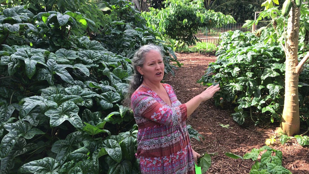 Easy to Grow & Nutritious Lau Pele, aka Tongan Bele - YouTube