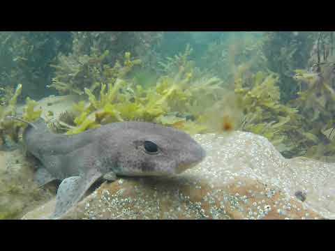 Lesser spotted dogfish, Kerry, Ireland - YouTube