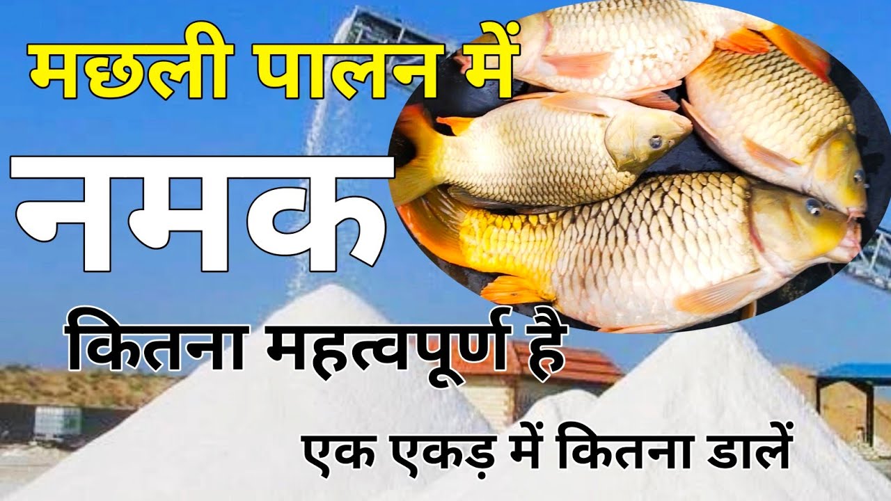 मछली पालन में नमक का प्रयोग || fish farming|| machli palan - YouTube