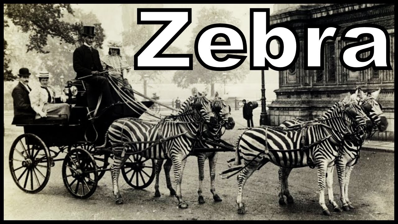 Edwardian Zebra Drawn Carriage and Ostrich Cart and Zebra Riding - YouTube