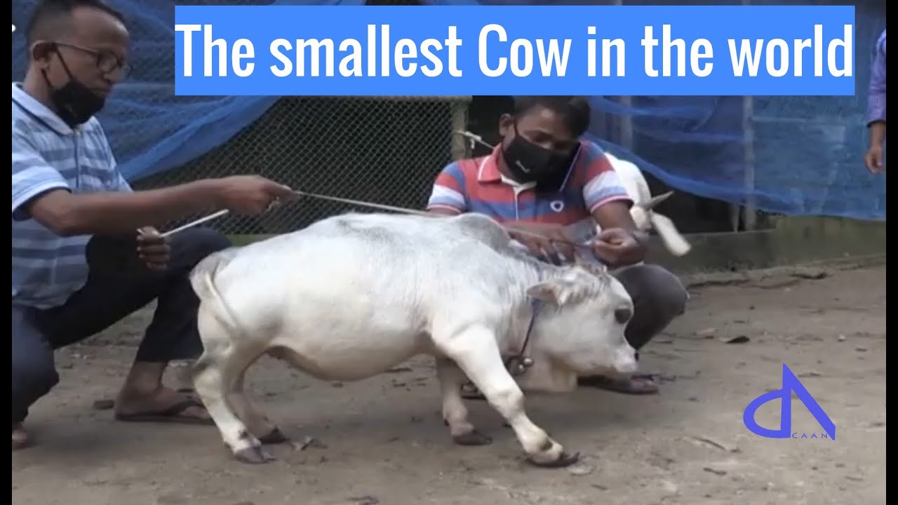Savar's 'Rani' the smallest Cow in the world || Caan - YouTube