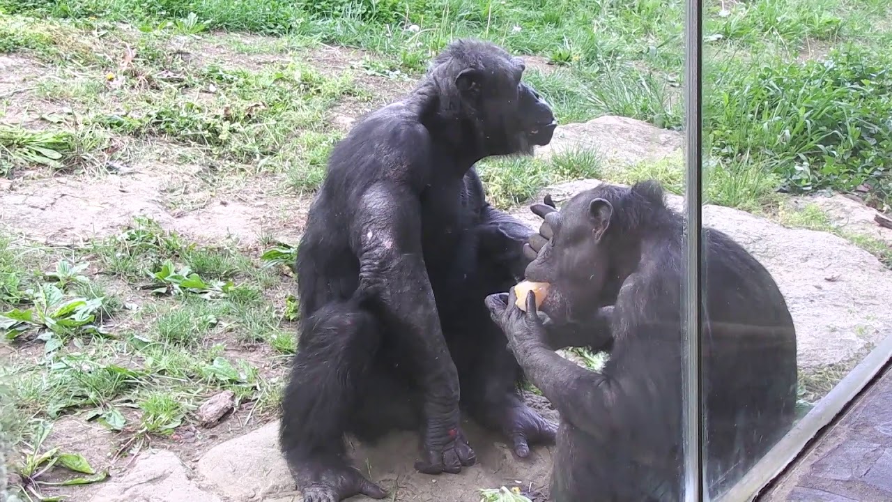 Chimps - YouTube
