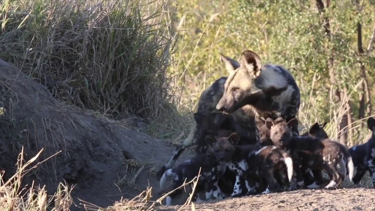 African Wild Dog Pups POUR out Burrow to Meet Mum | Tintswalo Safari ...