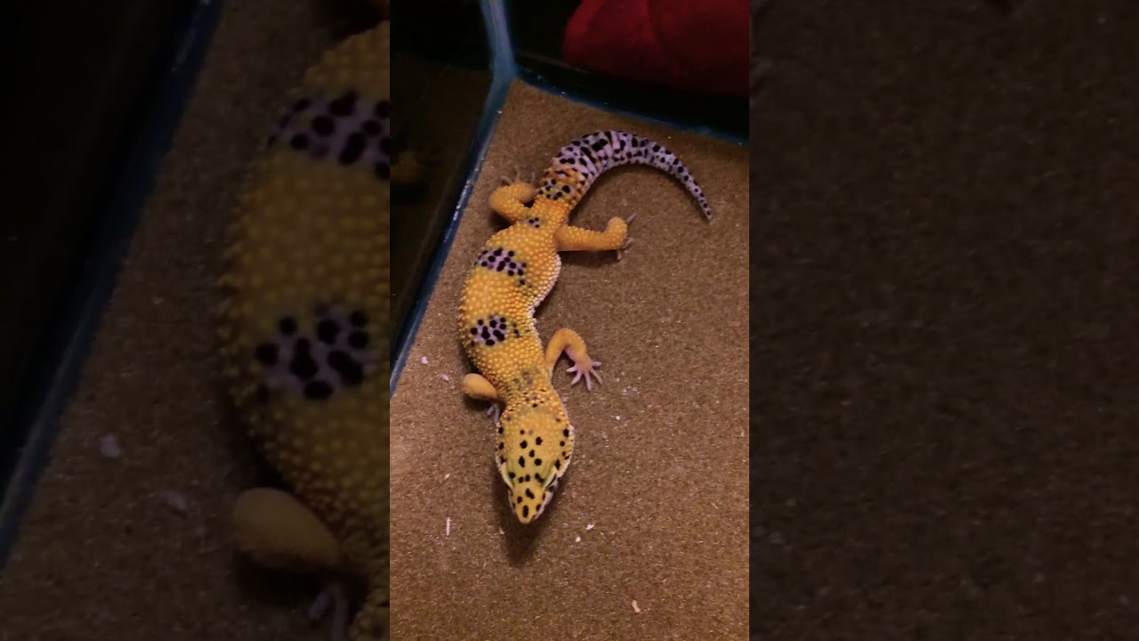How to set up a leopard gecko cage - YouTube
