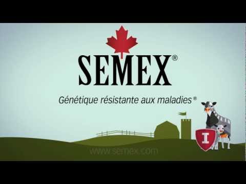 Semex Immunity+™ French HD