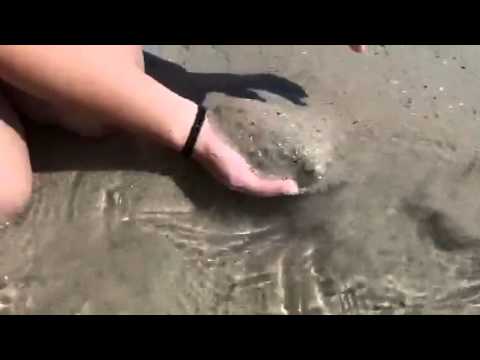 "Sea Hamster" - YouTube