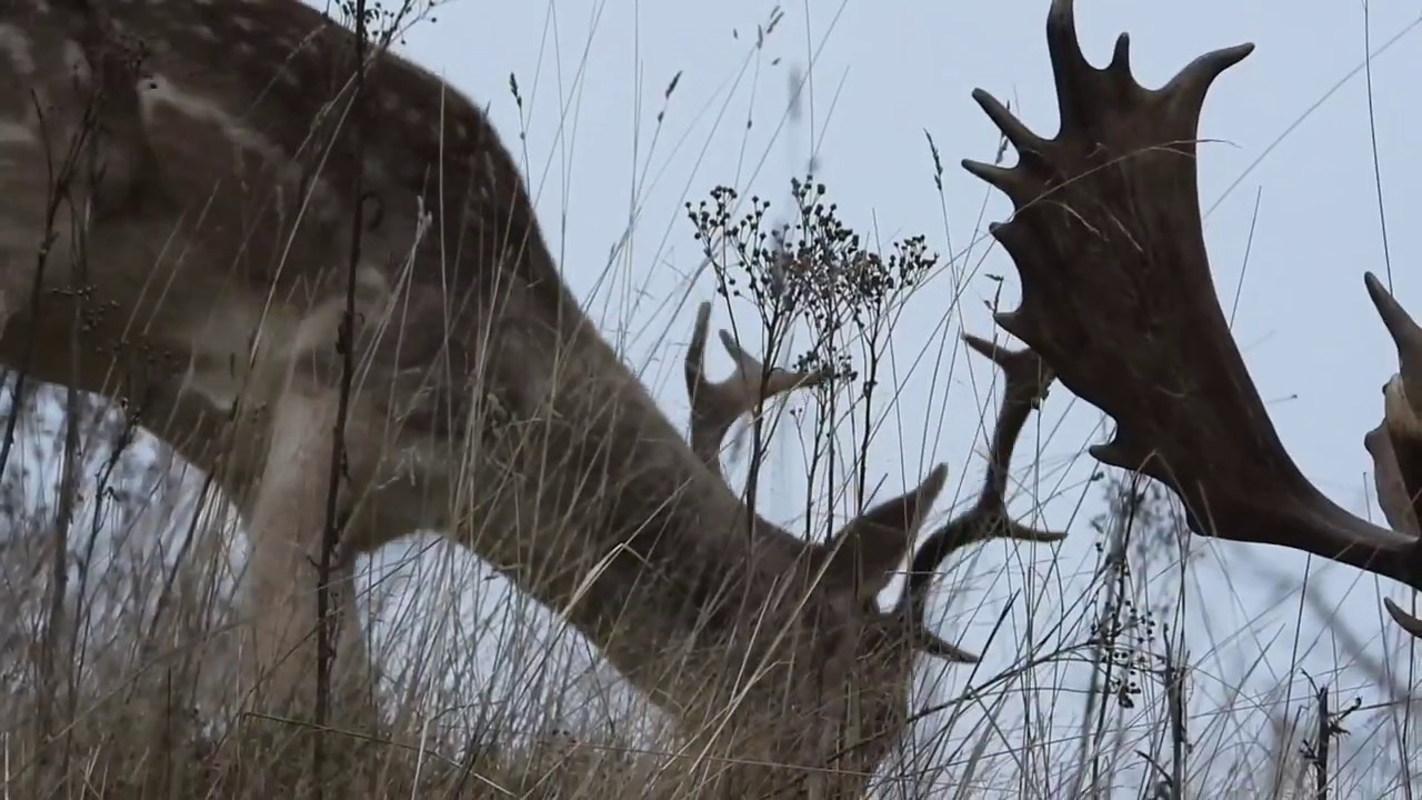 Deer Chilling in Richmond Park - YouTube