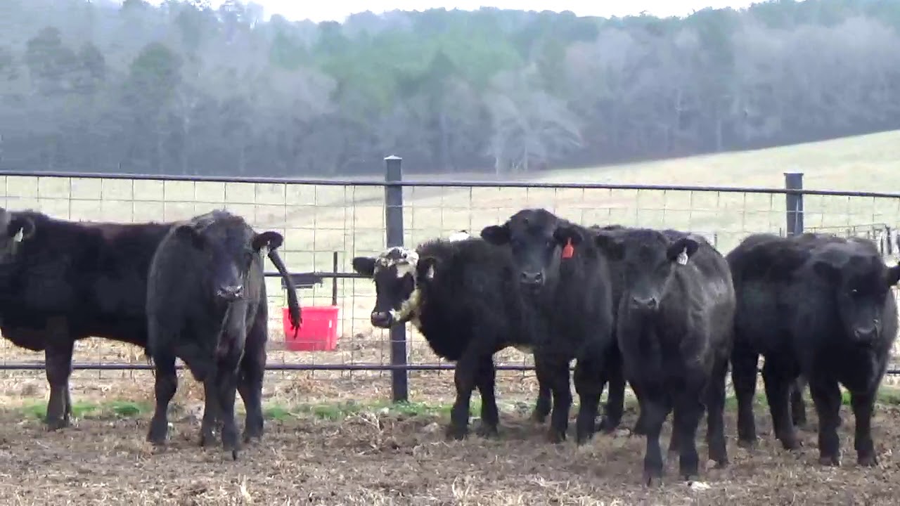 75 Steers Arab Livestock Market 12-19-2017 - YouTube