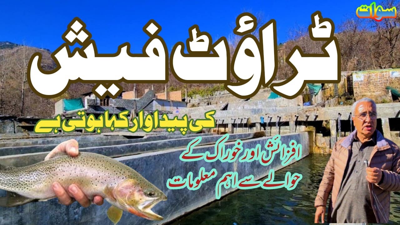 Trout Fish Farming in Pakistan | Trout Fishing in Swat | Travel in ...