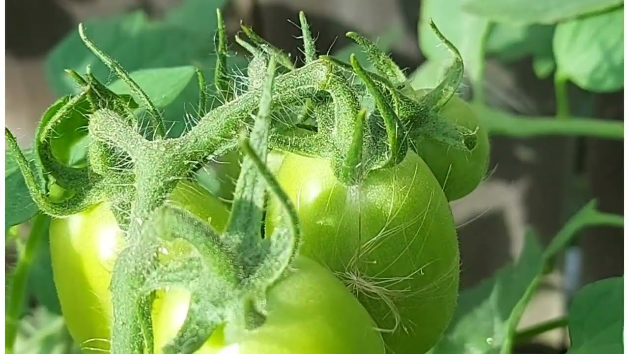 Mid August Garden Tour - YouTube