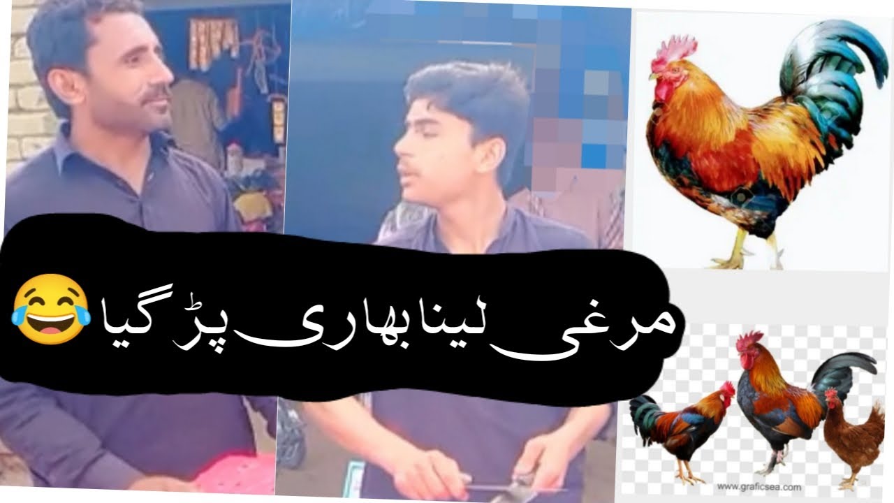 The chicken became heavy New Funny Video | 2023 | - YouTube