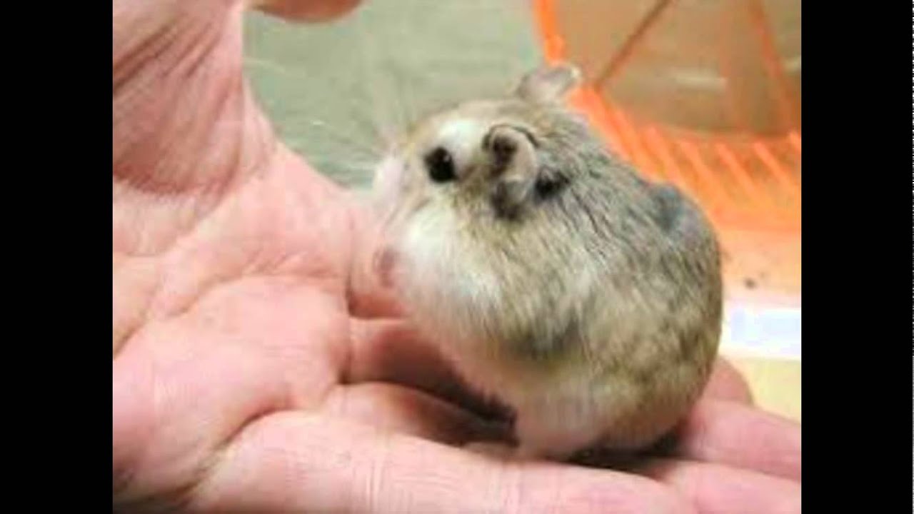 hamster rock !!!!!!!!!!!!!!!! - YouTube