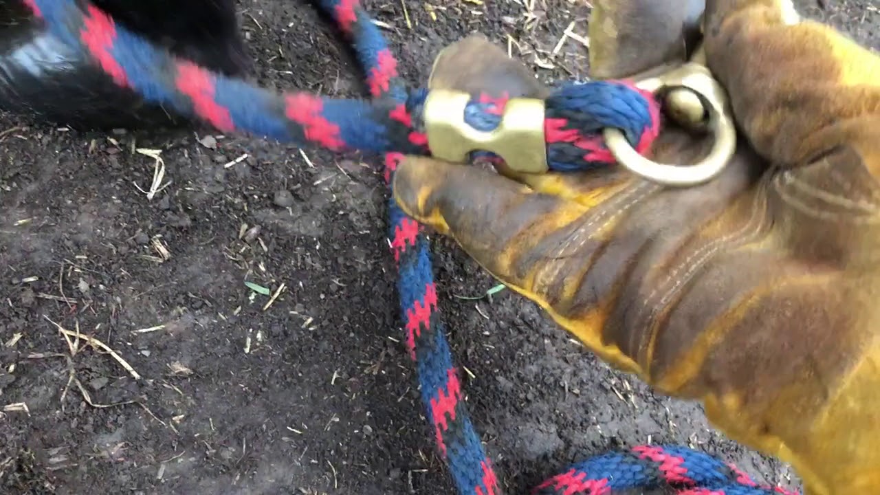 Milking the cow step 2 positioning cow + kick safety - YouTube