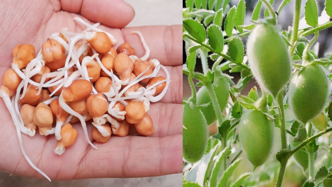 How to grow CHICKPEAS from SEED | How to grow CHICKPEAS SPROUTS / CHANA ...