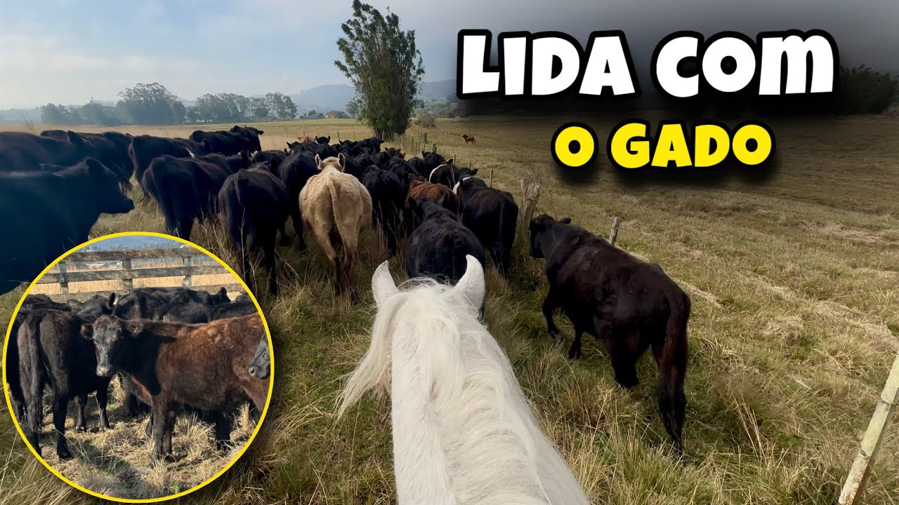 DIA DE LIDA NO CAMPO COM O GADO - YouTube