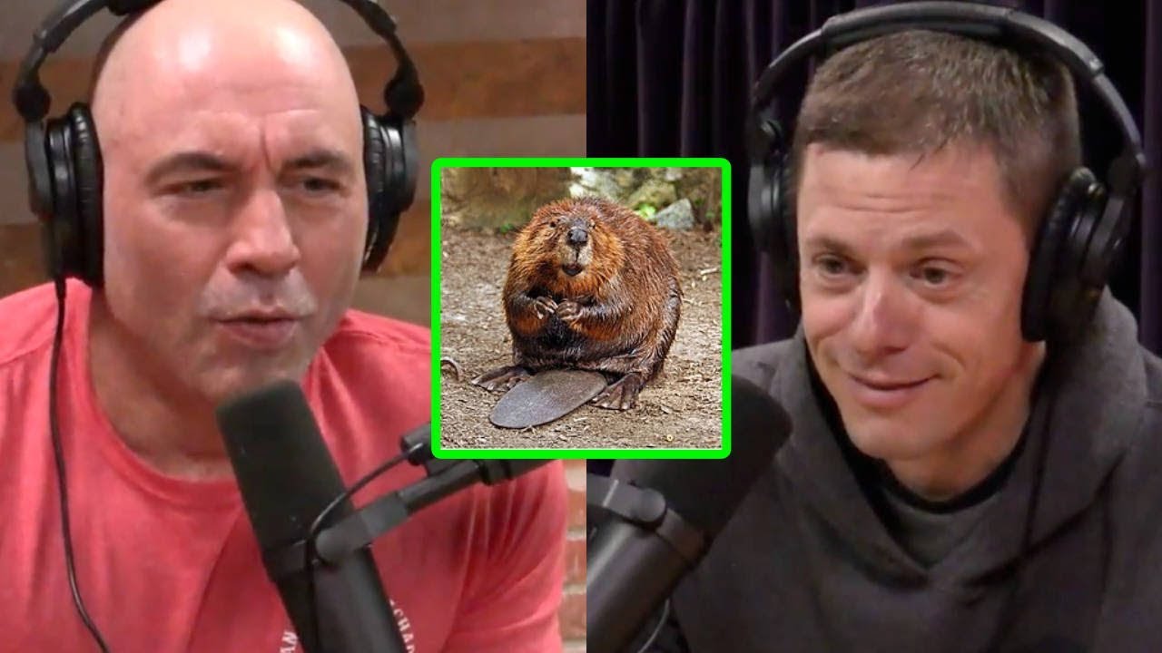 Joe Rogan and Steven Rinella: Beaver is Delicious! - YouTube