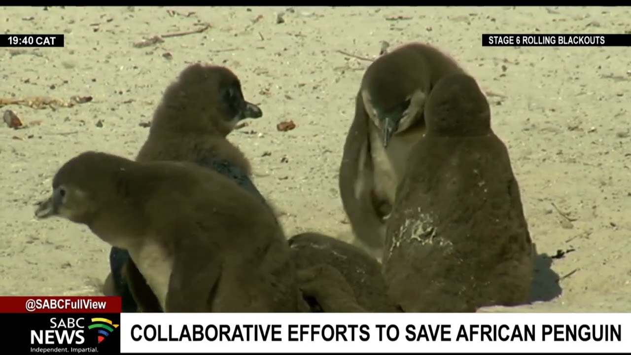 Collaborative efforts to save African penguin - YouTube