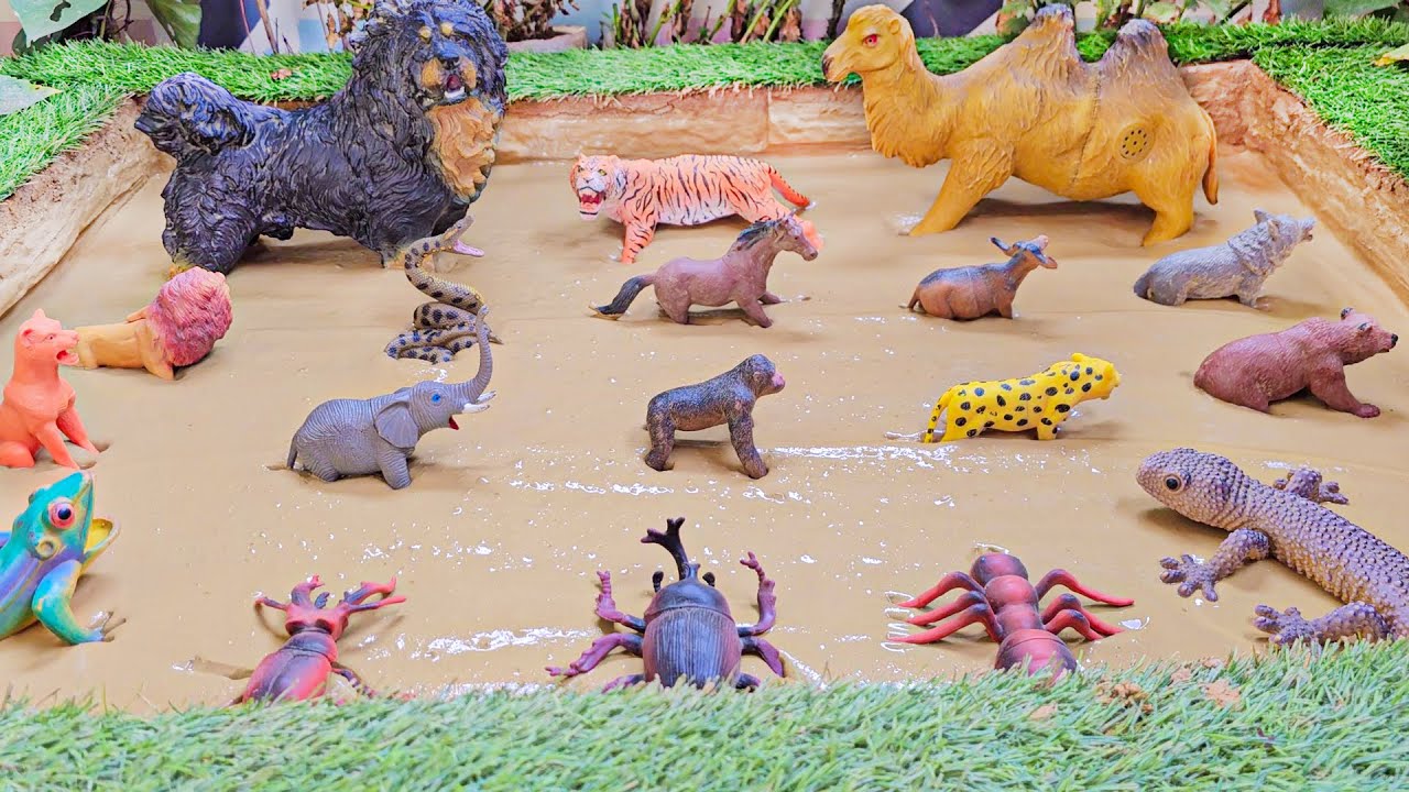 Learning Fun Facts About Muddy Safari & Desert Animals and Insects in ...